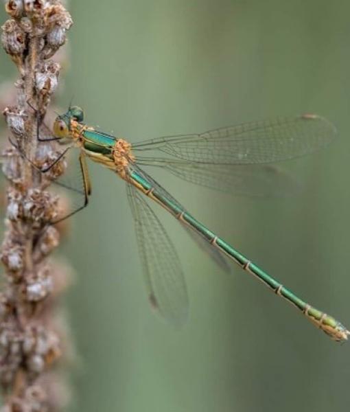 Spotters Guide - Damselflies (Zygoptera) | Heart of England Forest